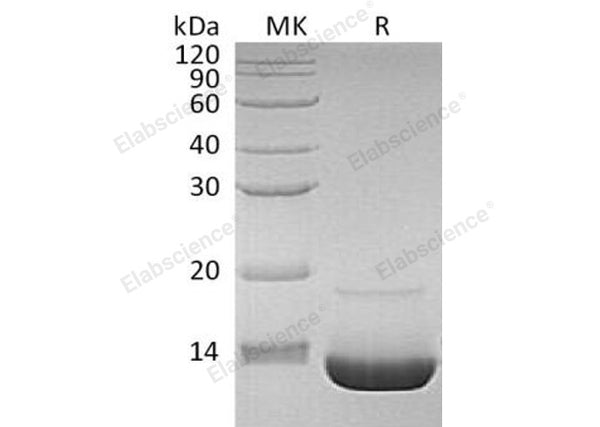 Recombinant Human Complement Component C3ac3a Protein Elabscience 4164