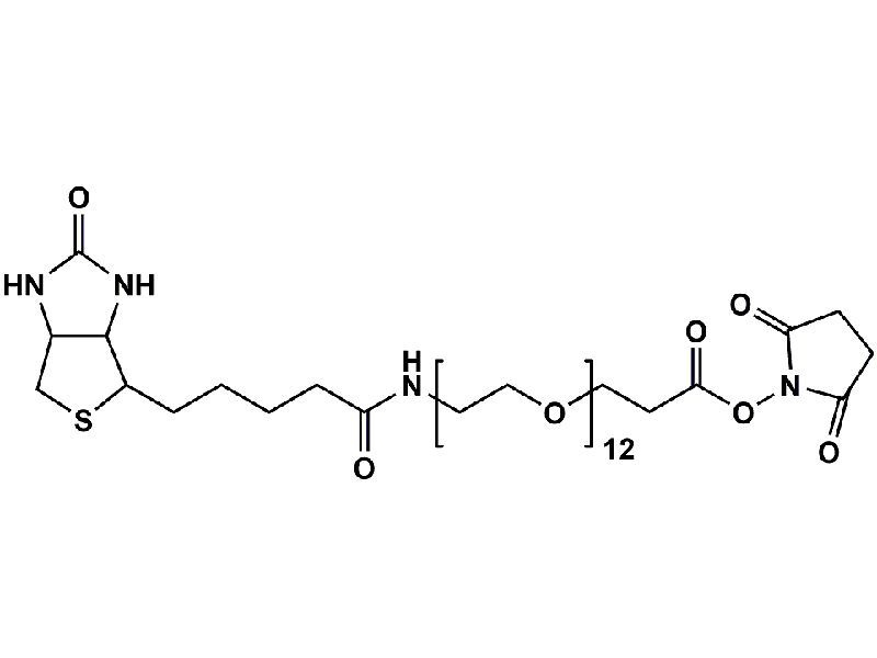 Monodispersed Poly(Ethylene Glycol) from PurePEG:(+)-Biotin-PEG12-CH2CH2COONHS Ester | PurePEG