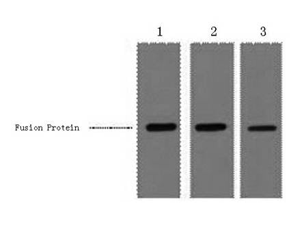 MBP-Tag Monoclonal Antibody | Elabscience Biotechnology