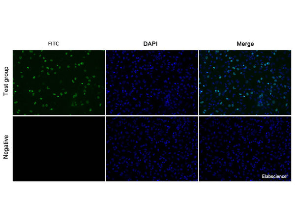 E-Click EdU Cell Proliferation Imaging Assay Kit (Green, FITC)– MSE ...