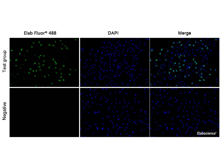 E-Click EdU Cell Proliferation Imaging Assay Kit (Green, Elab Fluor ...