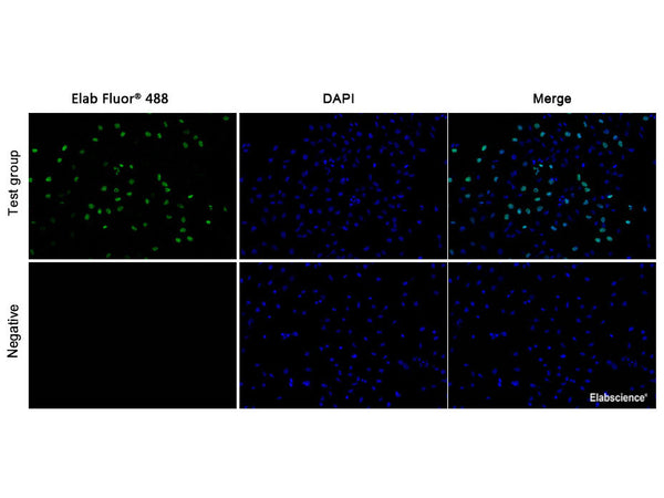 E-Click EdU Cell Proliferation Imaging Assay Kit (Green, Elab Fluor® 4 ...