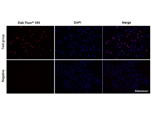 E-Click EdU Cell Proliferation Imaging Assay Kit (Red, Elab Fluor 594 ...