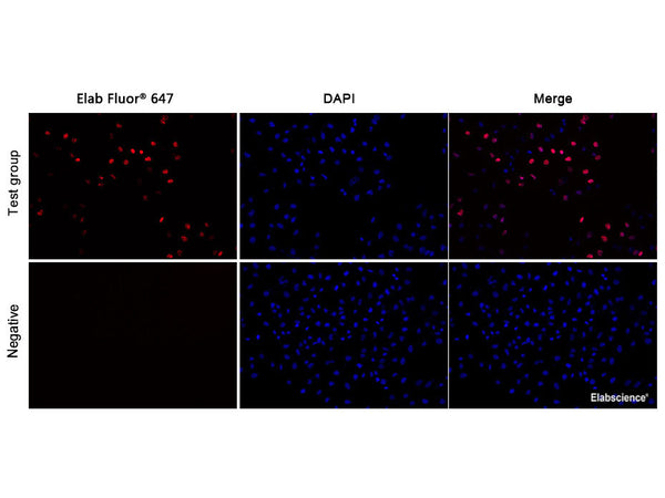 E-Click EdU Cell Proliferation Imaging Assay Kit (Red, Elab Fluor® 647 ...