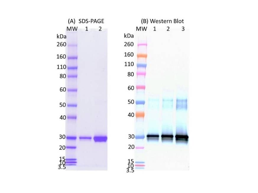 IBT Bioservices Sars-COV2 Receptor Binding Domain (RBD) | IBT Bioservices