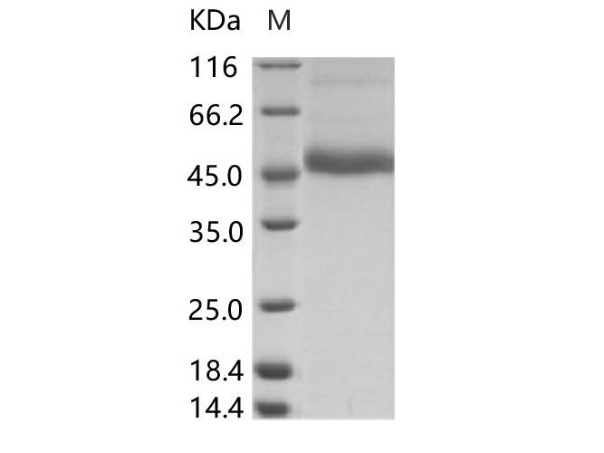 Recombinant DENV (type 3, strain Philippines/H87/1956) NS1 Protein (Hi ...